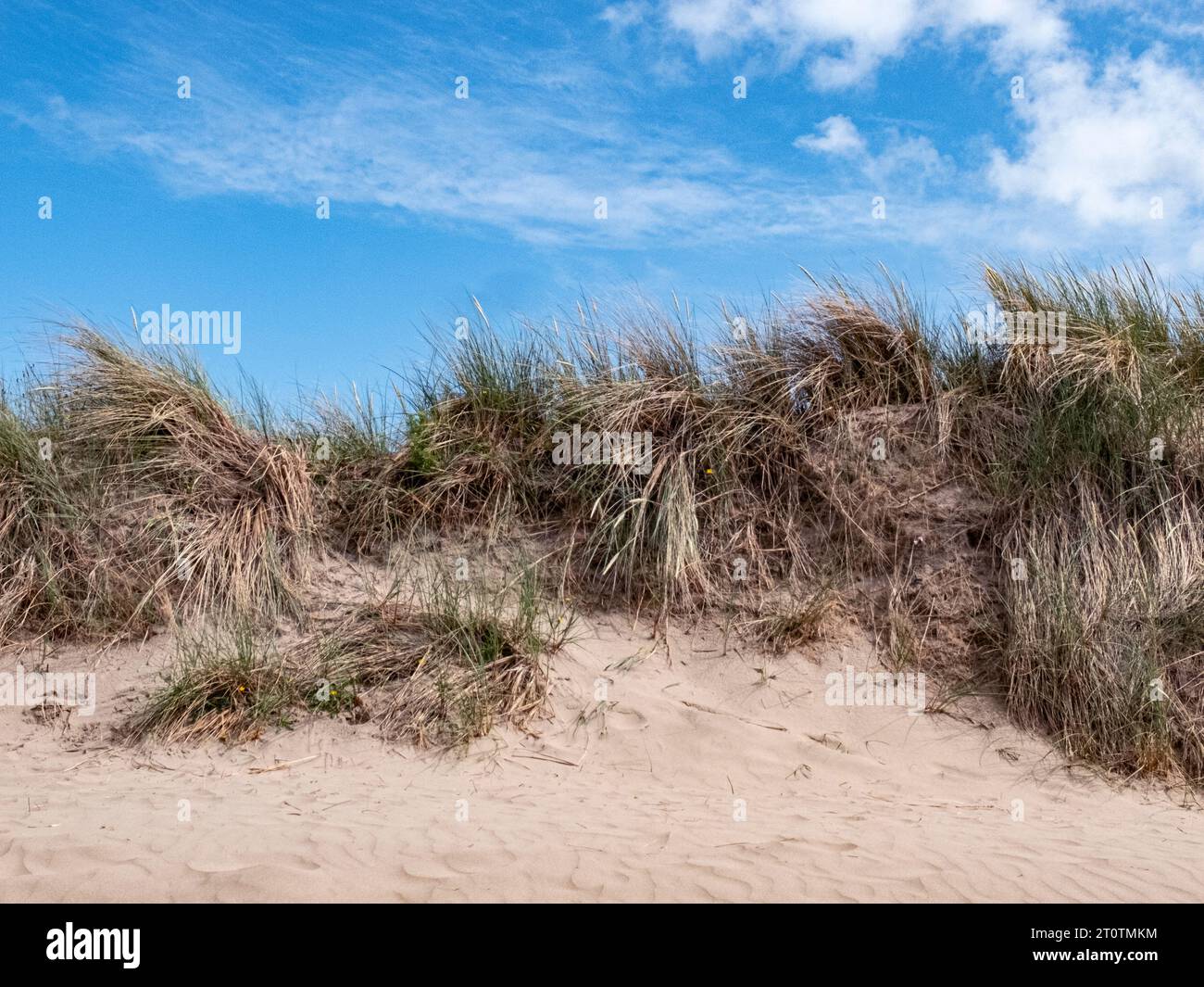 Sand dunes, a natural sea defence Stock Photo - Alamy