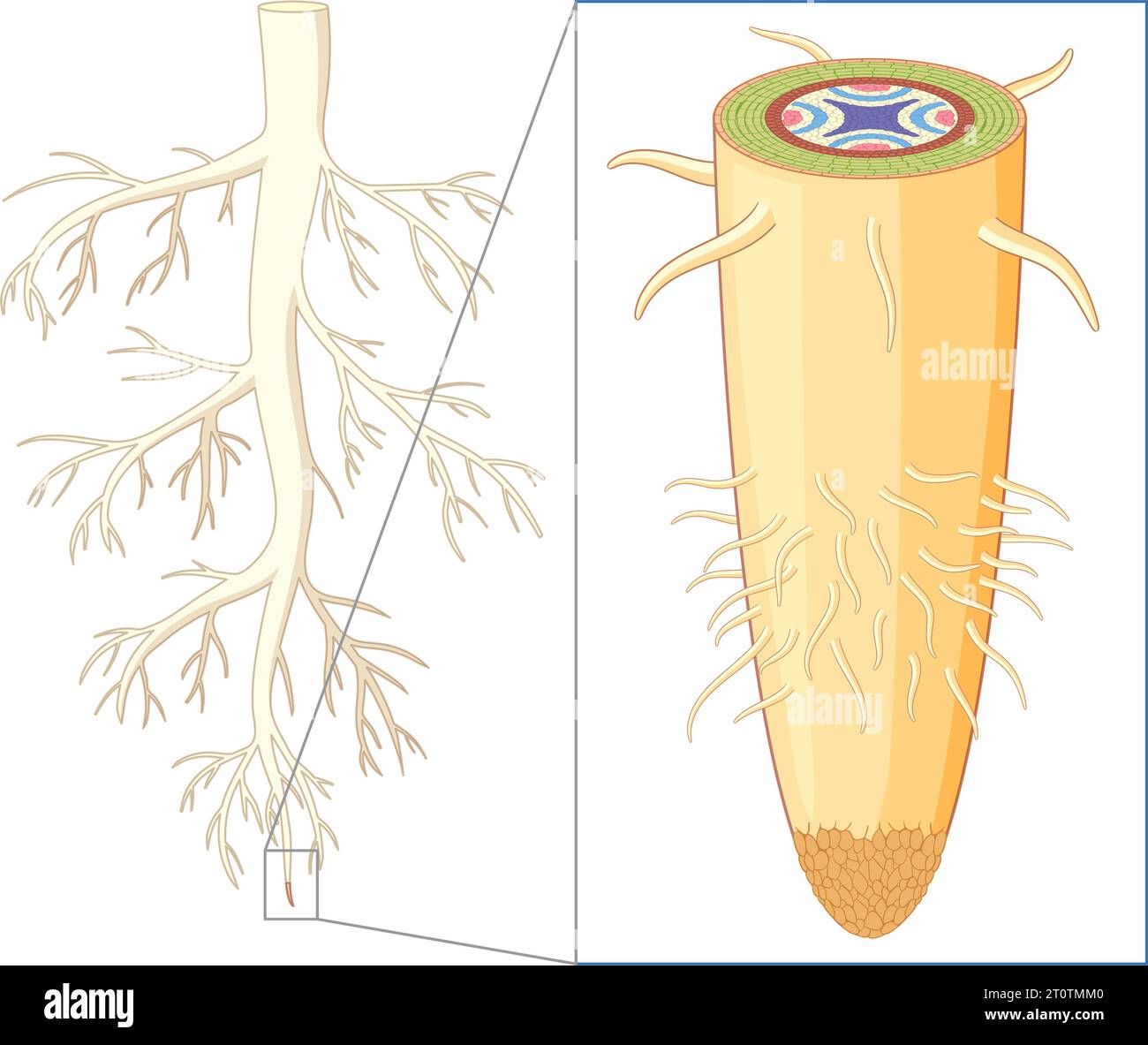 A detailed illustration showcasing the structure and anatomy of an ...