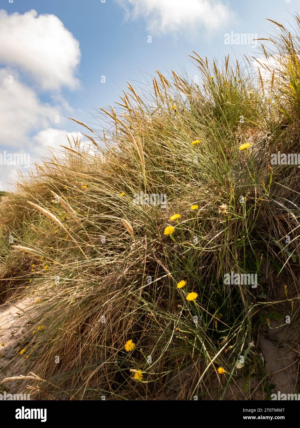 Sand dunes, a natural sea defence Stock Photo - Alamy