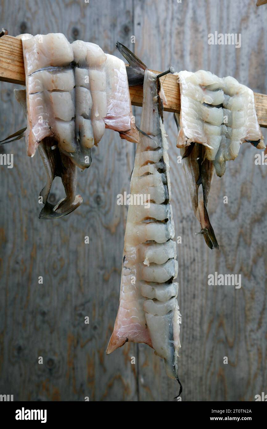 Artic charr drying in the small village of Itilleq, Greenland Stock ...