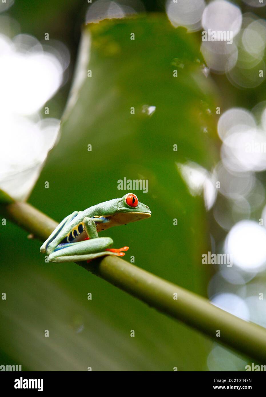 Red eyed Tree Frog, Agalychnis callidryas, Costa Rica Stock Photo - Alamy