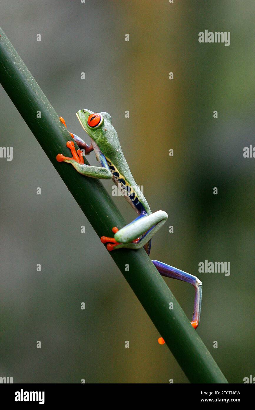 Red eyed Tree Frog, Agalychnis callidryas, Costa Rica Stock Photo - Alamy