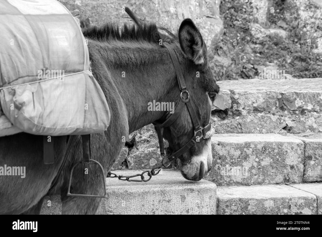 Closeup of working donkey taxi taking tourist through Lindos town from ...