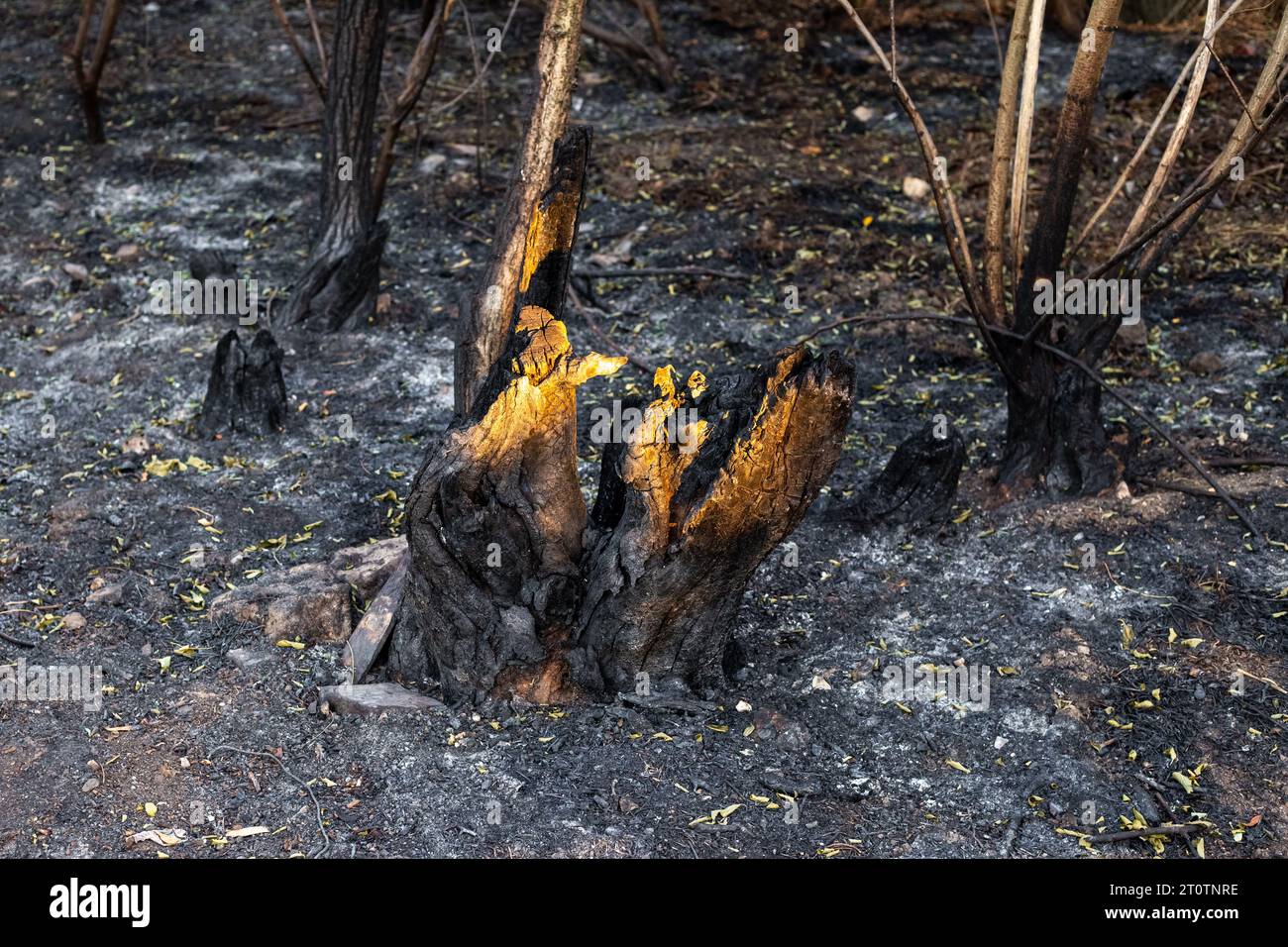 burnt stump and tree trunks after a big fire in the forest. Fire danger ...