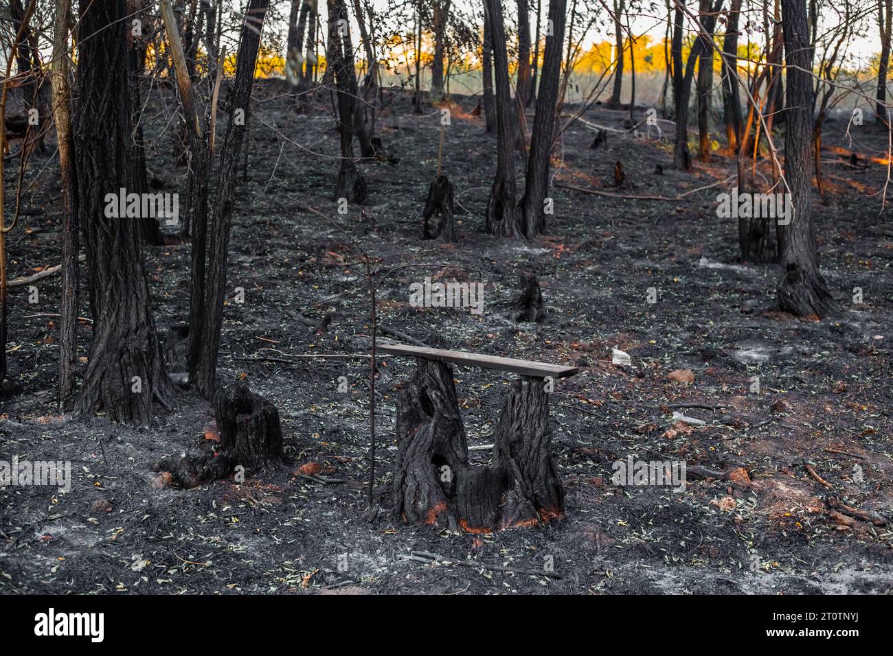 Burnt tree trunks and a makeshift bench after a big fire in the forest ...