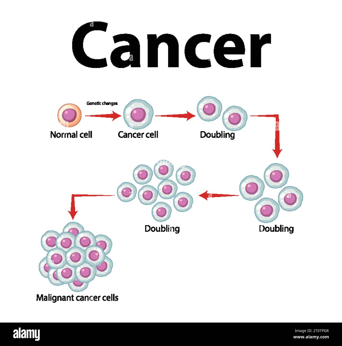 Understanding the development and processing of cancer cells through an ...