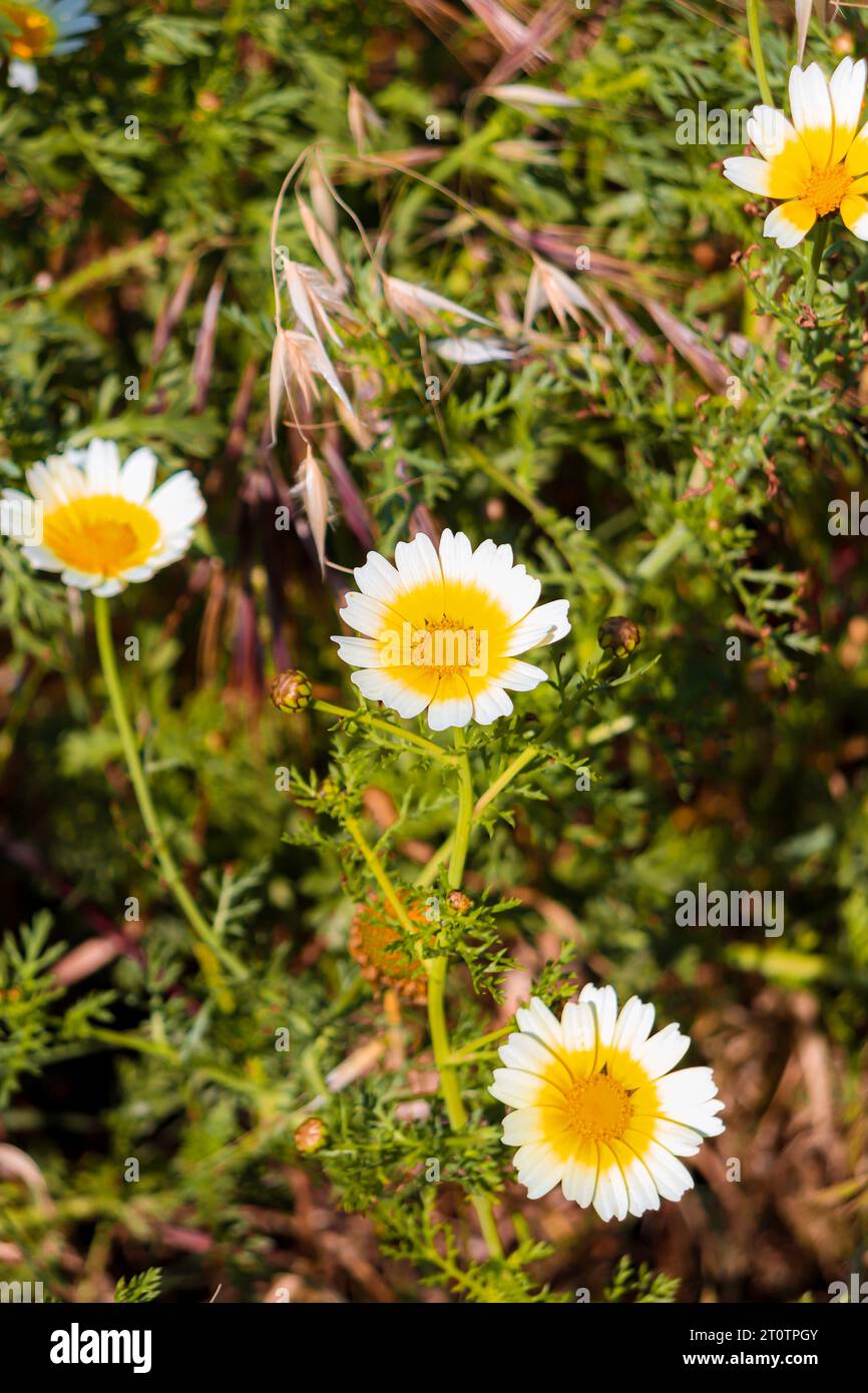 Layia platyglossa flowers commonly known as coastal tidytips growing in ...