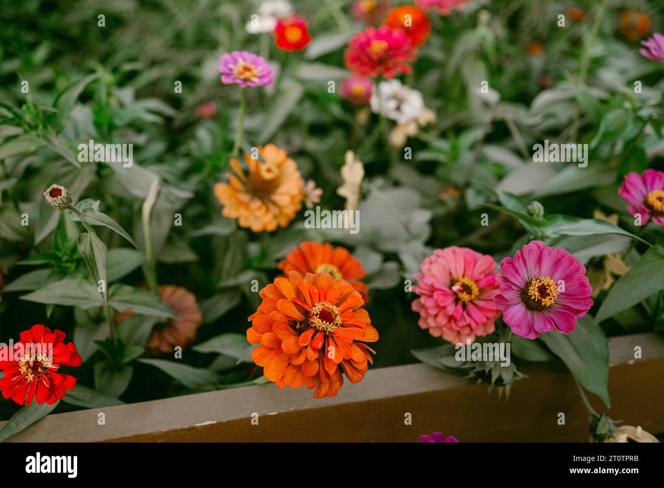 Colorful zinnias in a garden Stock Photo - Alamy