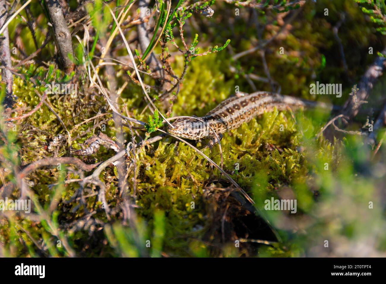 sand lizard hiding in the bushes Stock Photo - Alamy