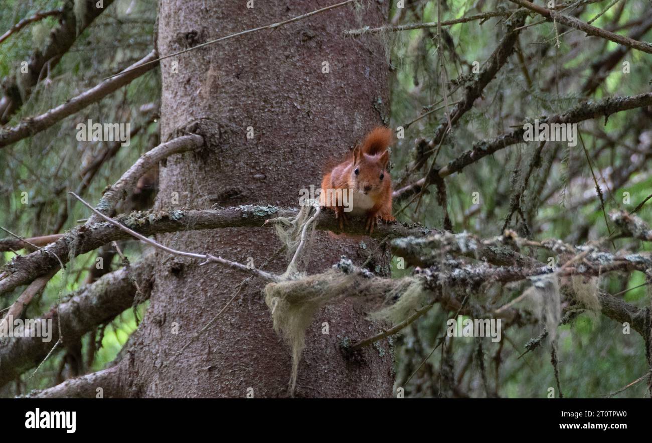 Squirrel norway hi-res stock photography and images - Alamy