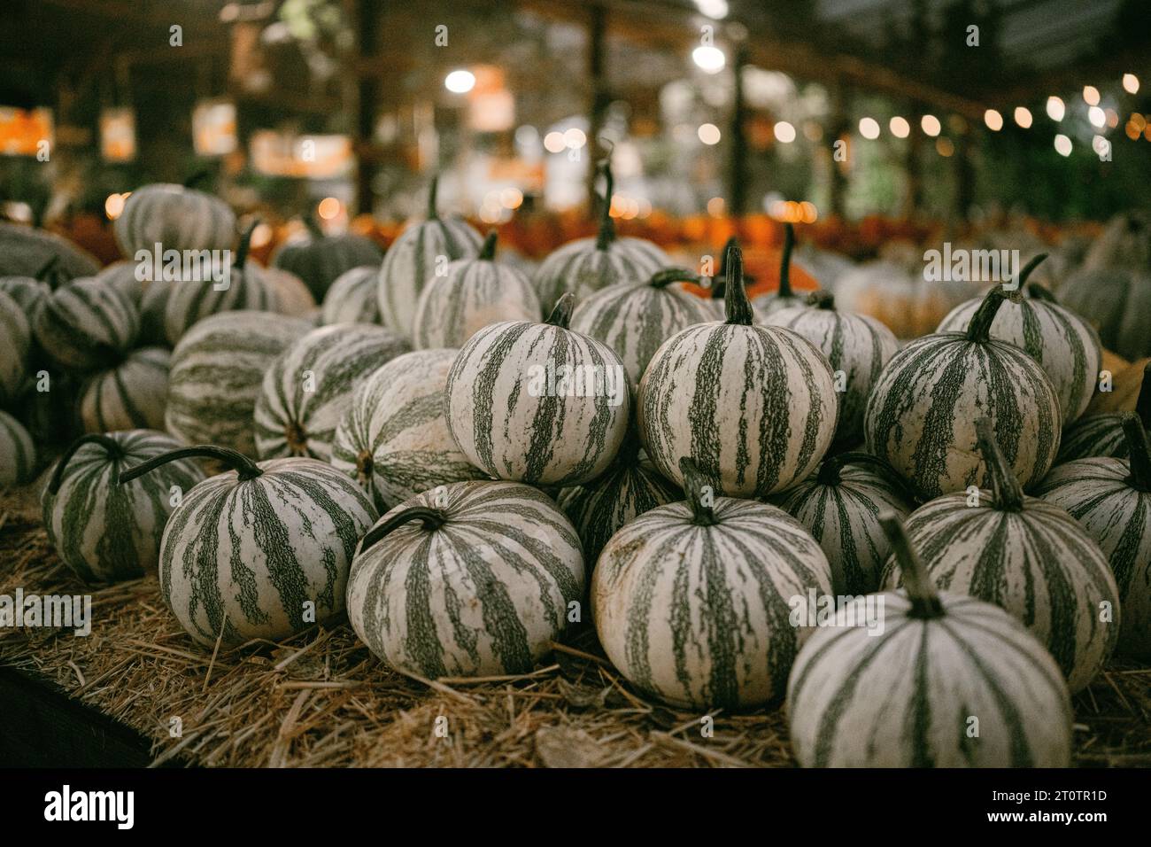 White and green pumpkins hi-res stock photography and images - Alamy