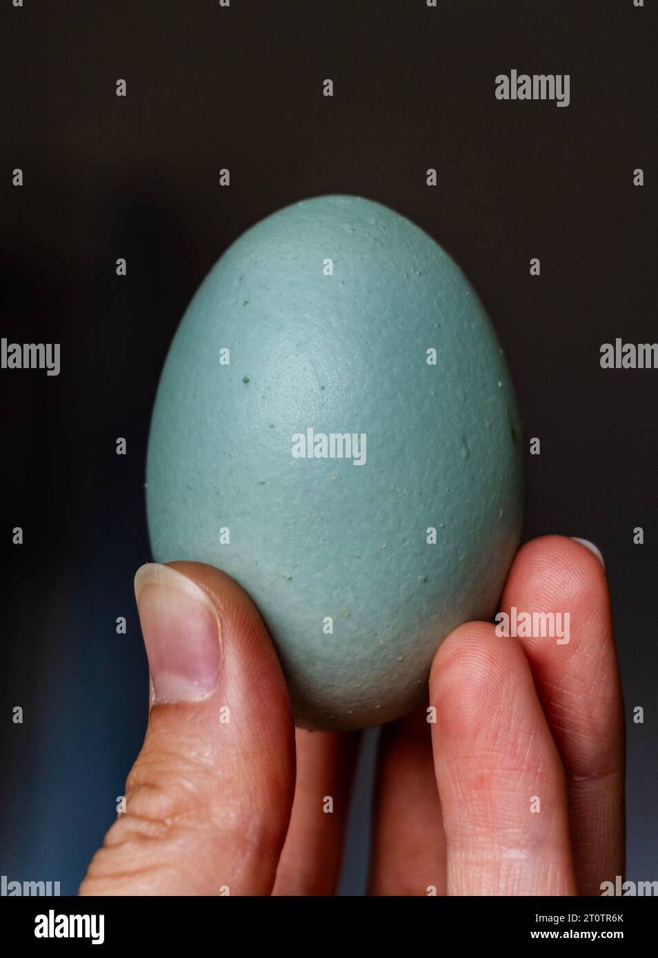 Holding a blue chicken egg Stock Photo - Alamy