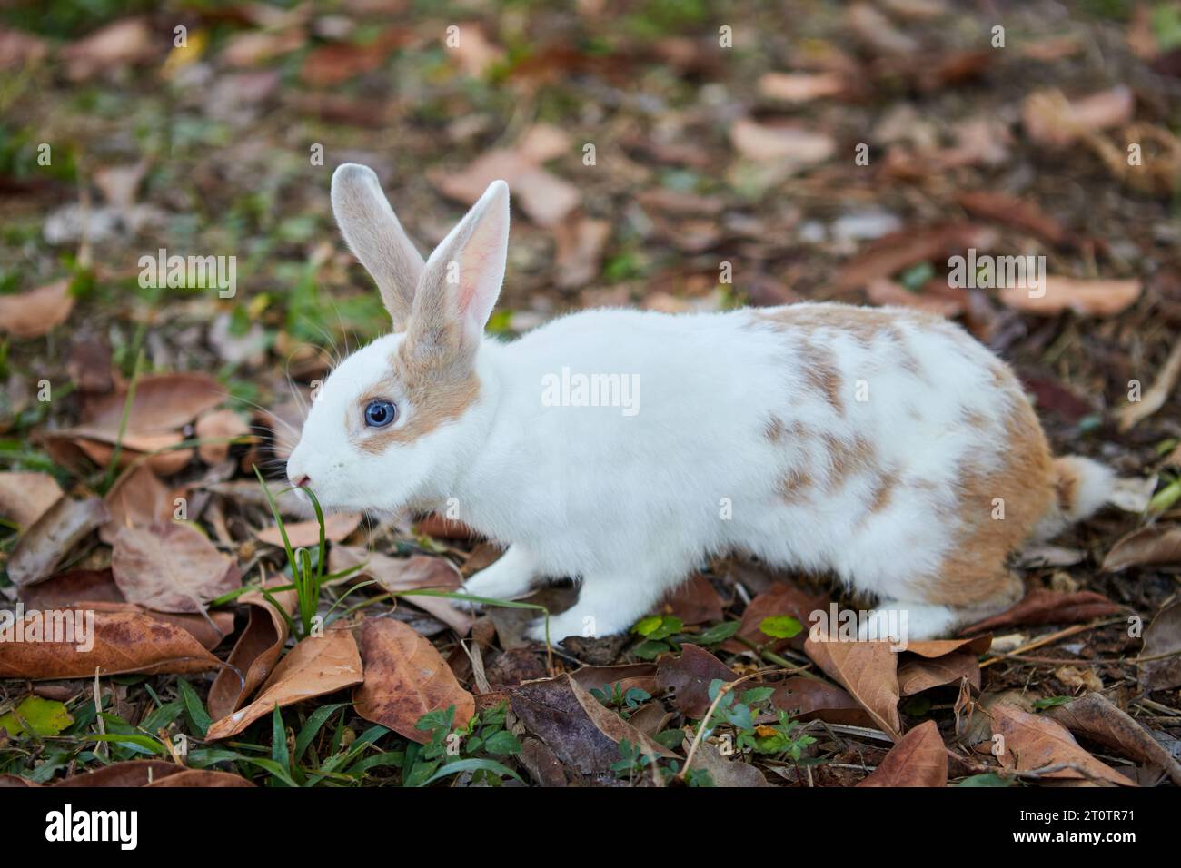 Inquisitive rabbit hi-res stock photography and images - Alamy