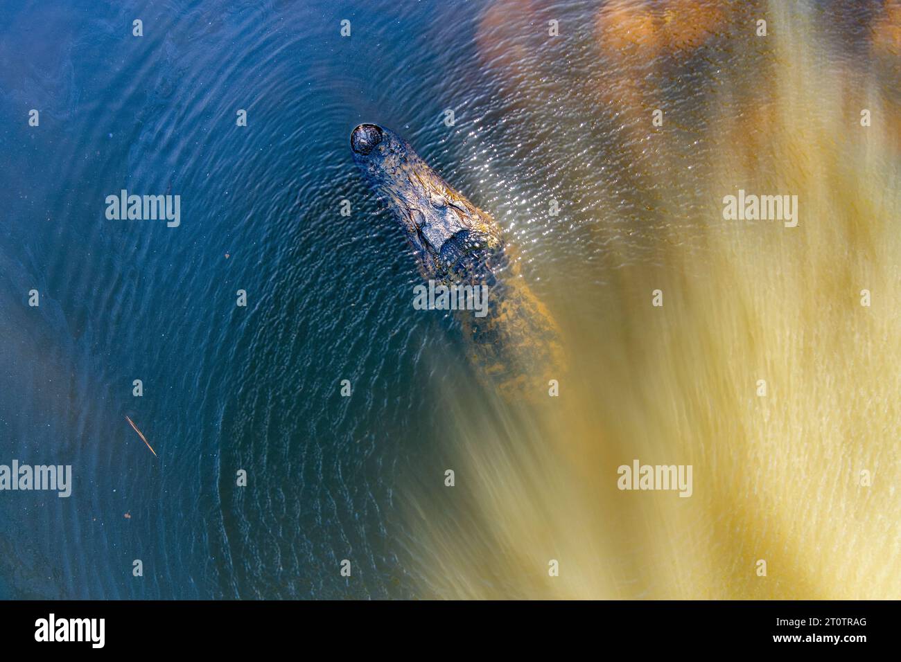 Aerial view of an American Alligator Stock Photo - Alamy