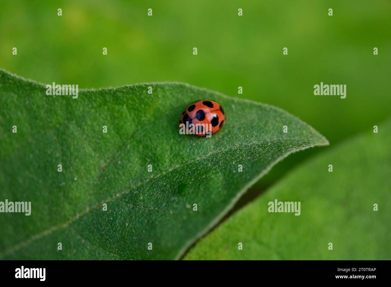 Ladybug leaves hi-res stock photography and images - Alamy