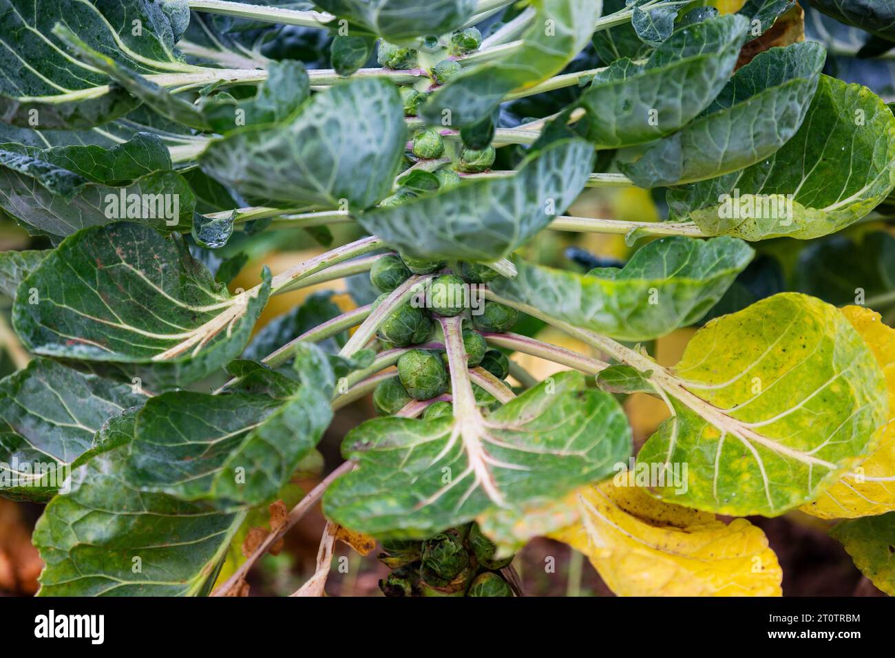 Zoomed in plant hi-res stock photography and images - Alamy
