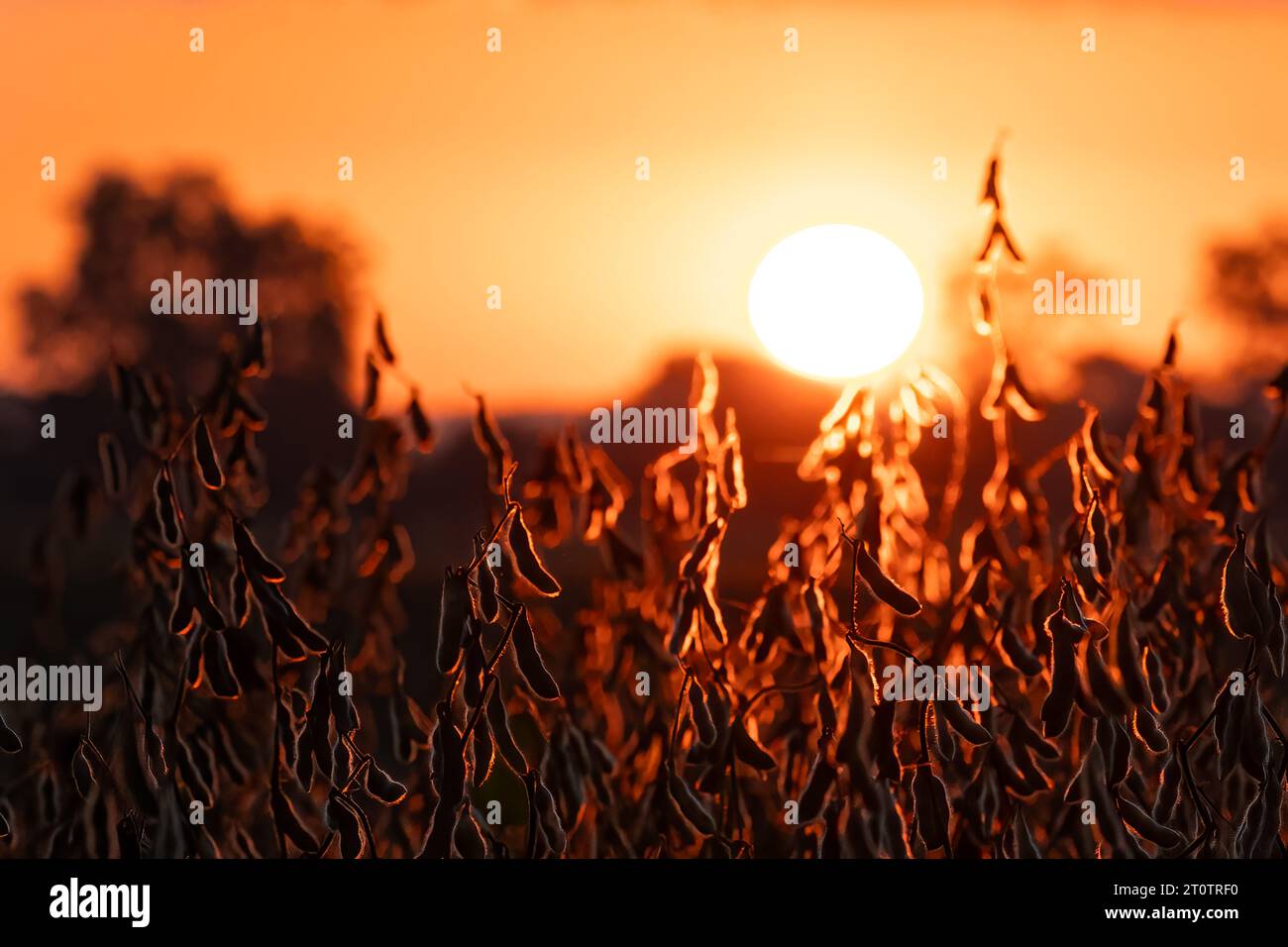 Early morning sunrise over bean field during autumn harvest seas Stock ...