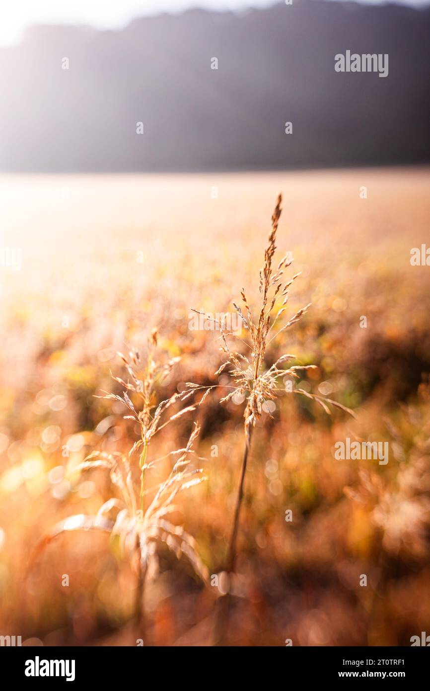 Isolated wheatgrass in a golden field in autumn Stock Photo - Alamy