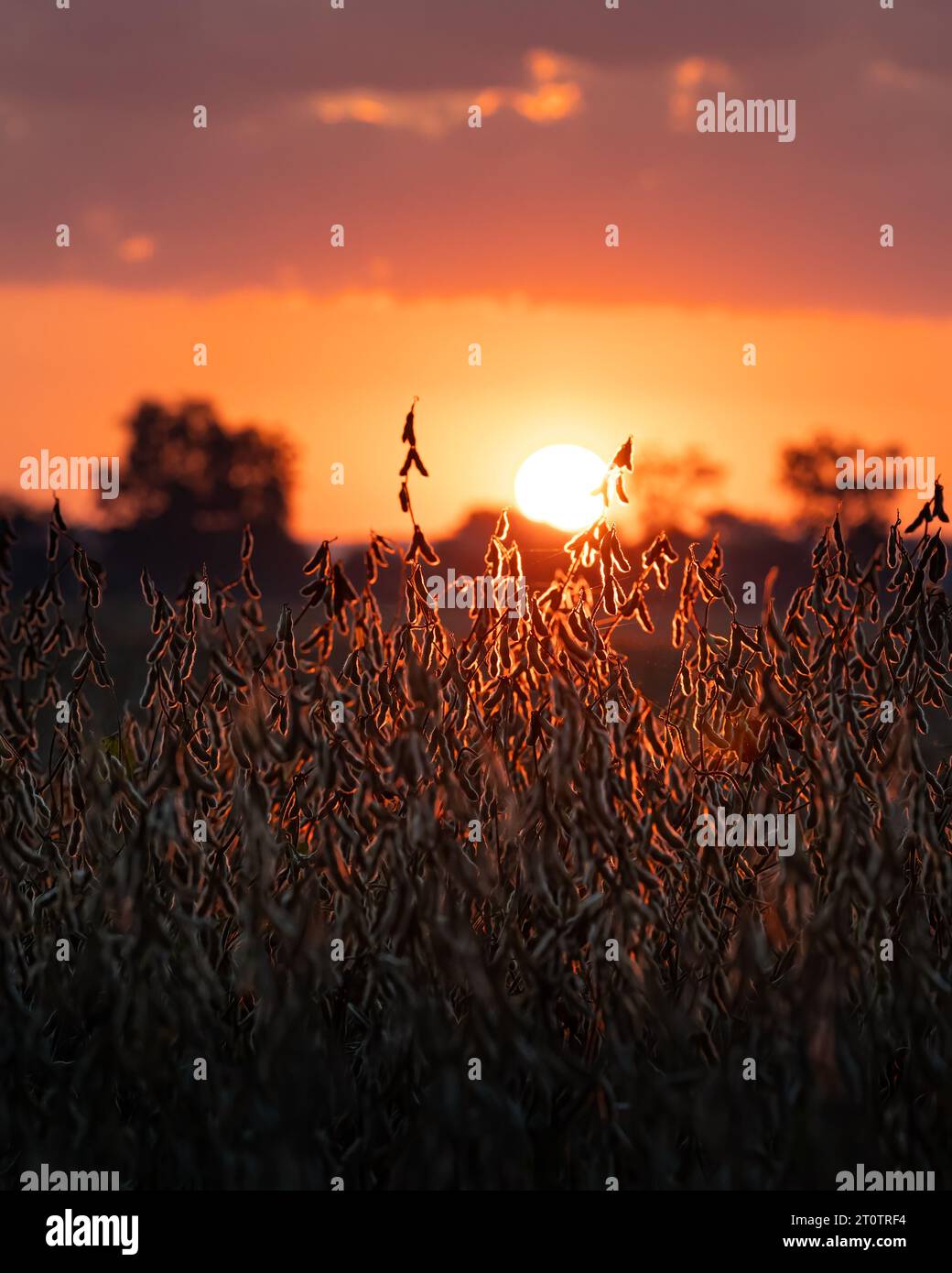 Orange autumn sunrise over a backlit bean field Stock Photo - Alamy
