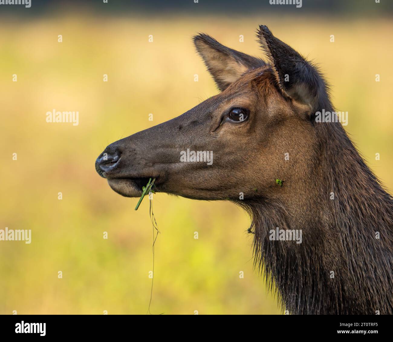 A Cow Elk Eating Grass Stock Photo - Alamy