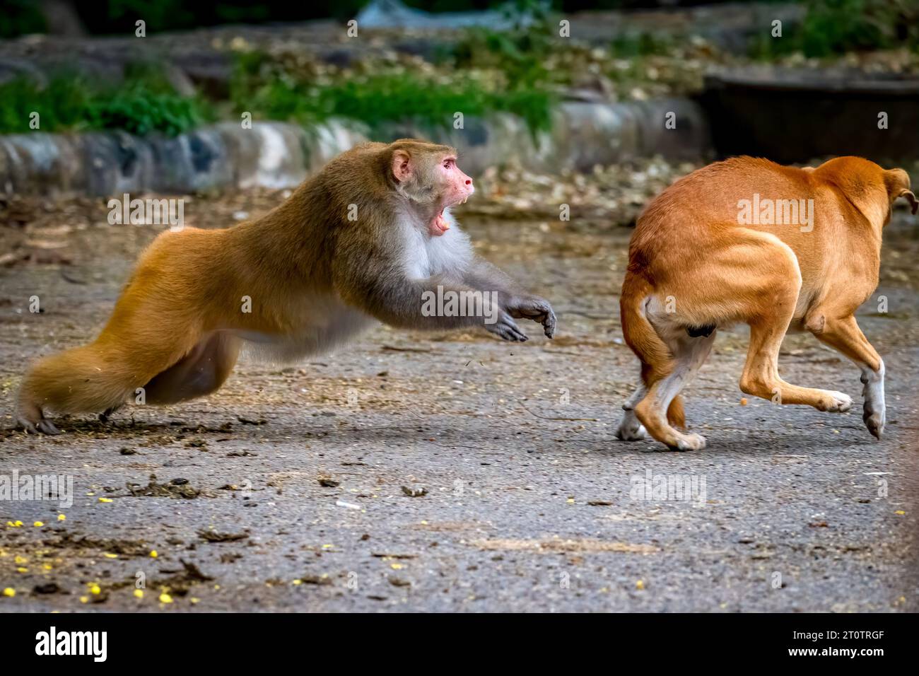The dog is chased away by the macaque CHANDIGARH, INDIA RARE IMAGES ...