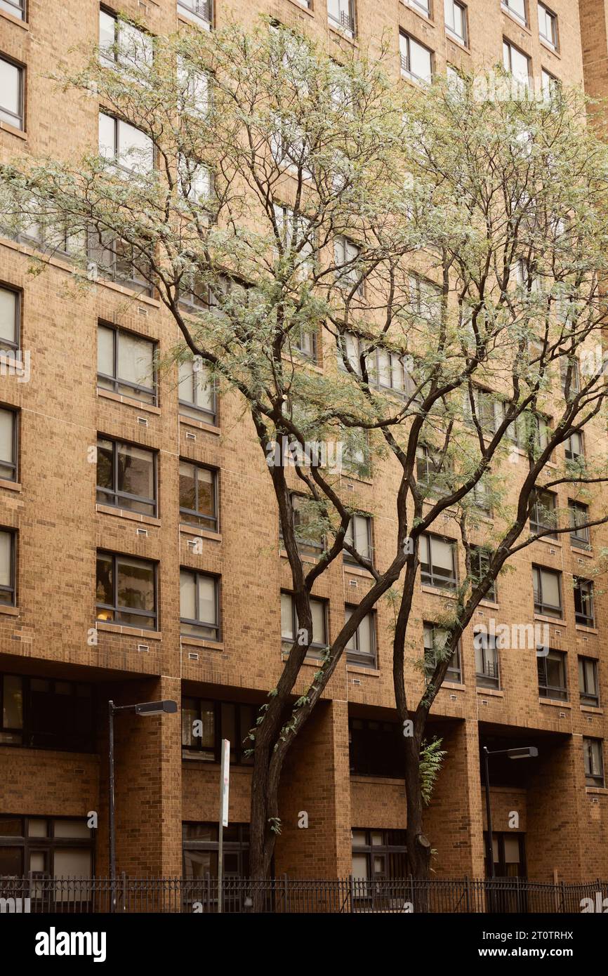 tall trees with fall foliage near brick building on urban street in new ...