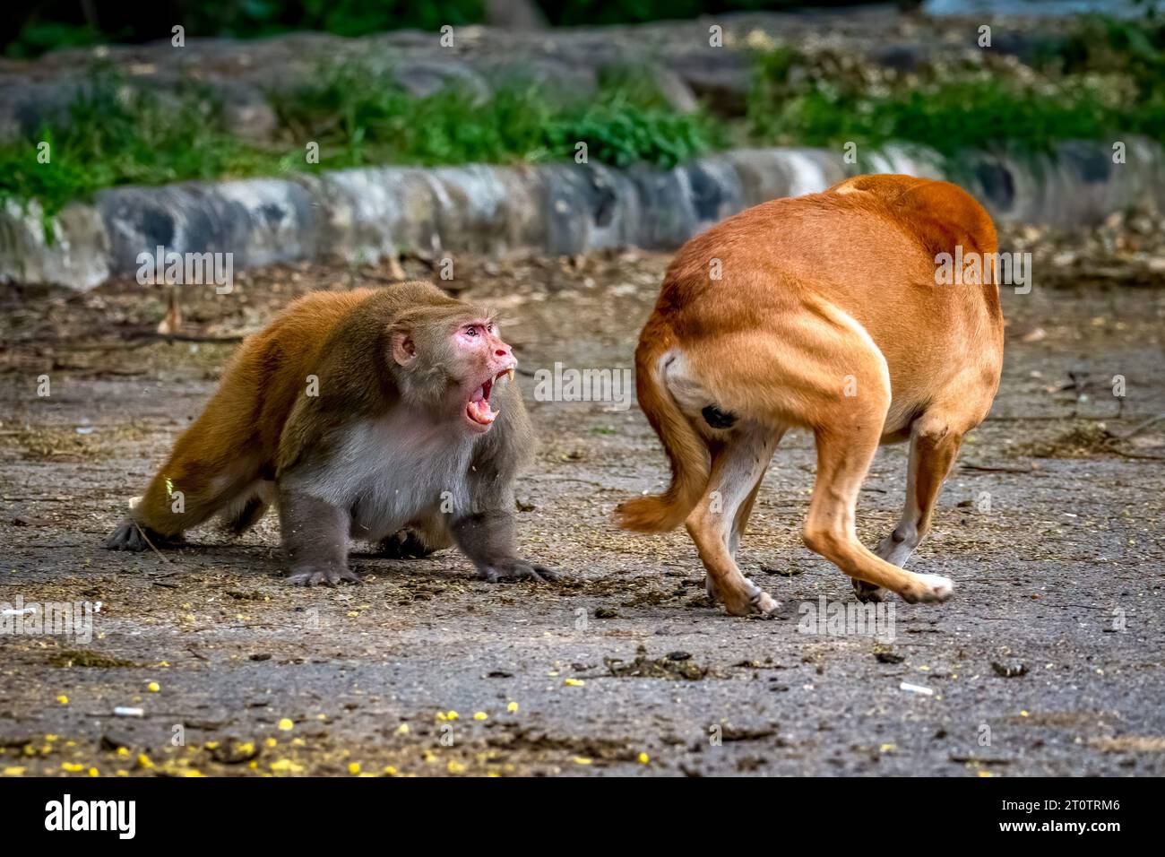 the monkey defends its territory CHANDIGARH, INDIA RARE IMAGES show a ...