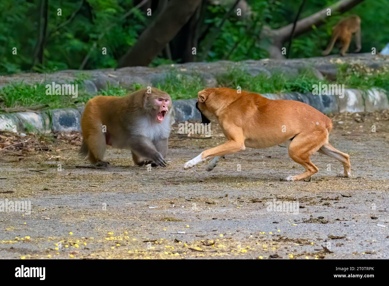 the fight is on CHANDIGARH, INDIA RARE IMAGES show a scrap between two ...
