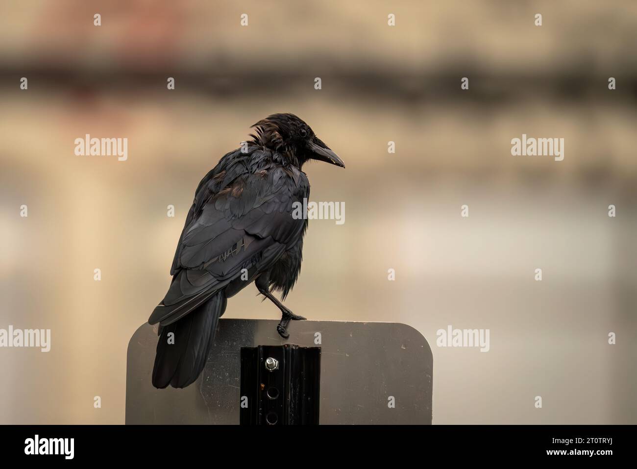 Crow perched on city street sign Stock Photo - Alamy