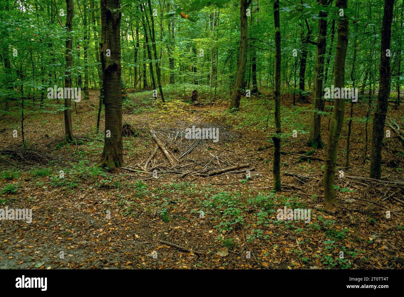 A scenic pathway leading through a lush, wooded forest, surrounded by ...