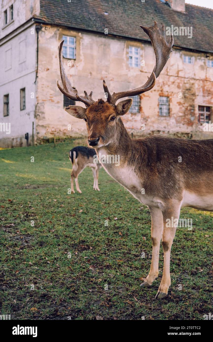 Baby castle deer hi-res stock photography and images - Alamy