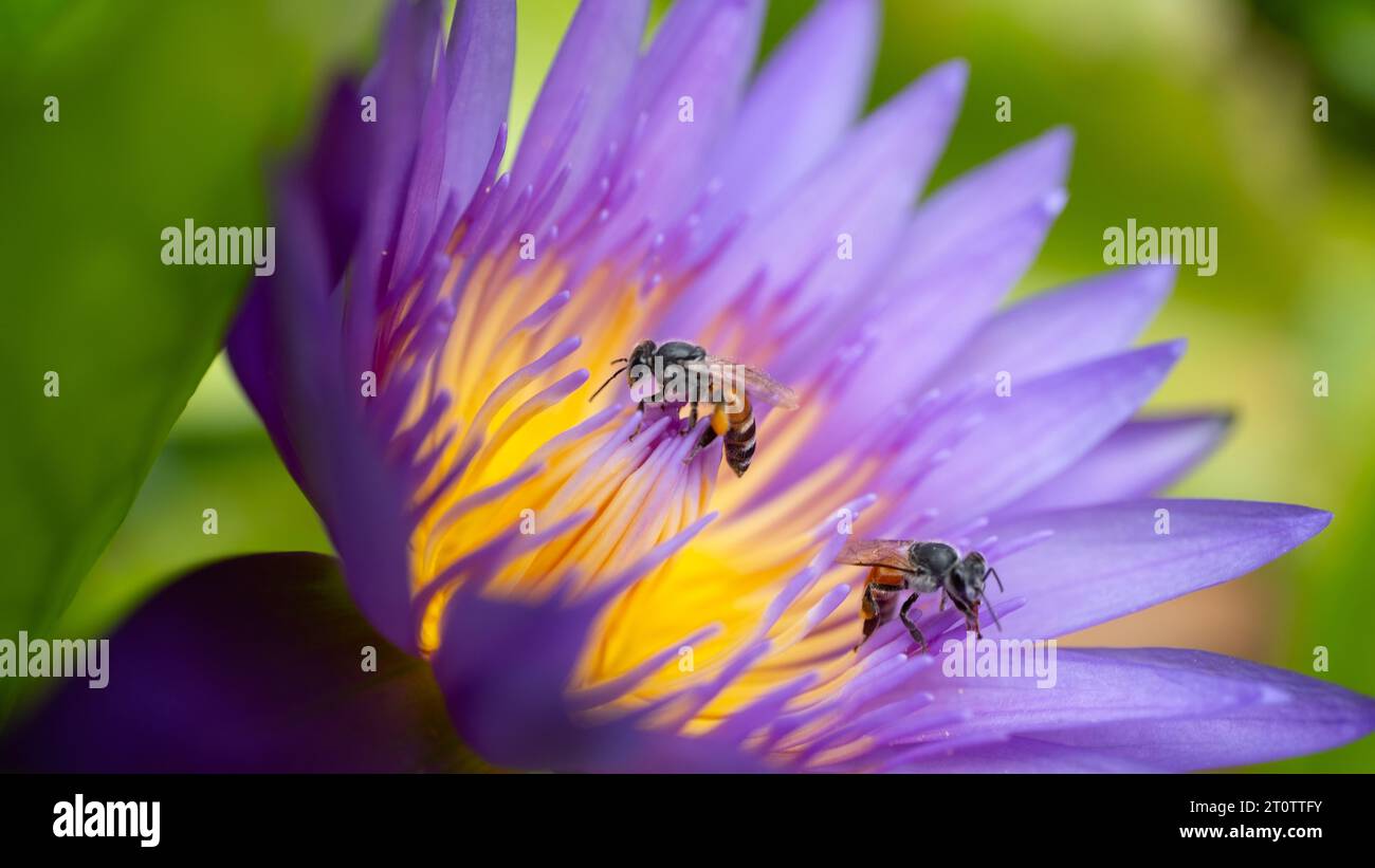 Zoom in bee hive hi-res stock photography and images - Alamy