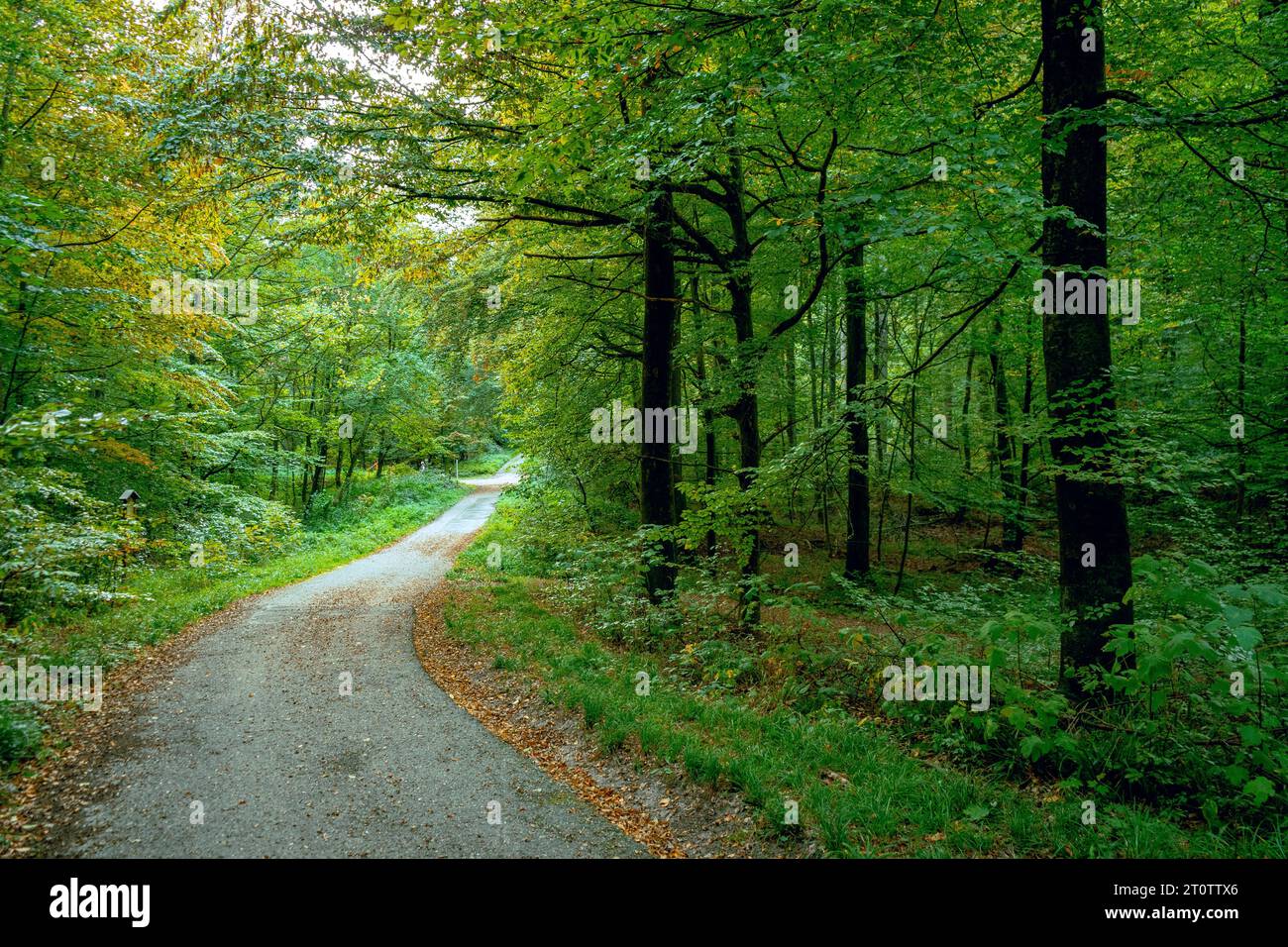 A scenic pathway leading through a lush, wooded forest, surrounded by ...