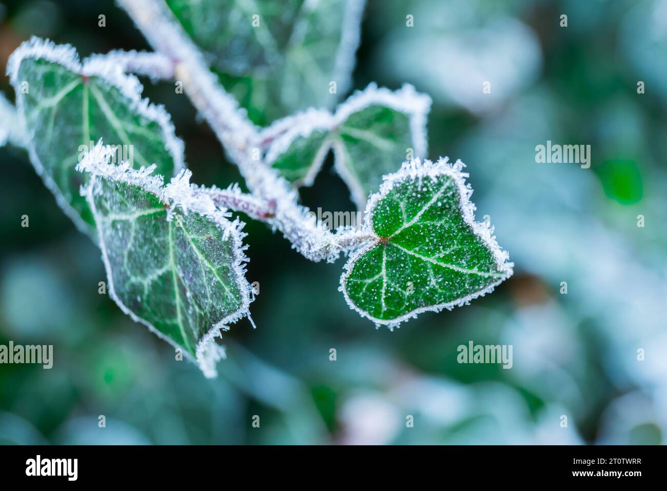 Frozen nature with green plants. Green background. High resolution ...