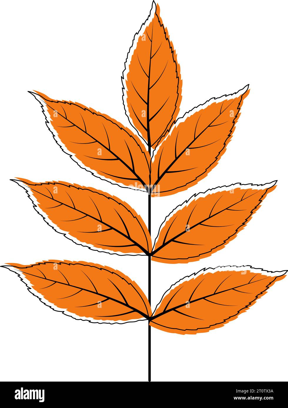 Yellow ash leaf Stock Vector Images - Alamy