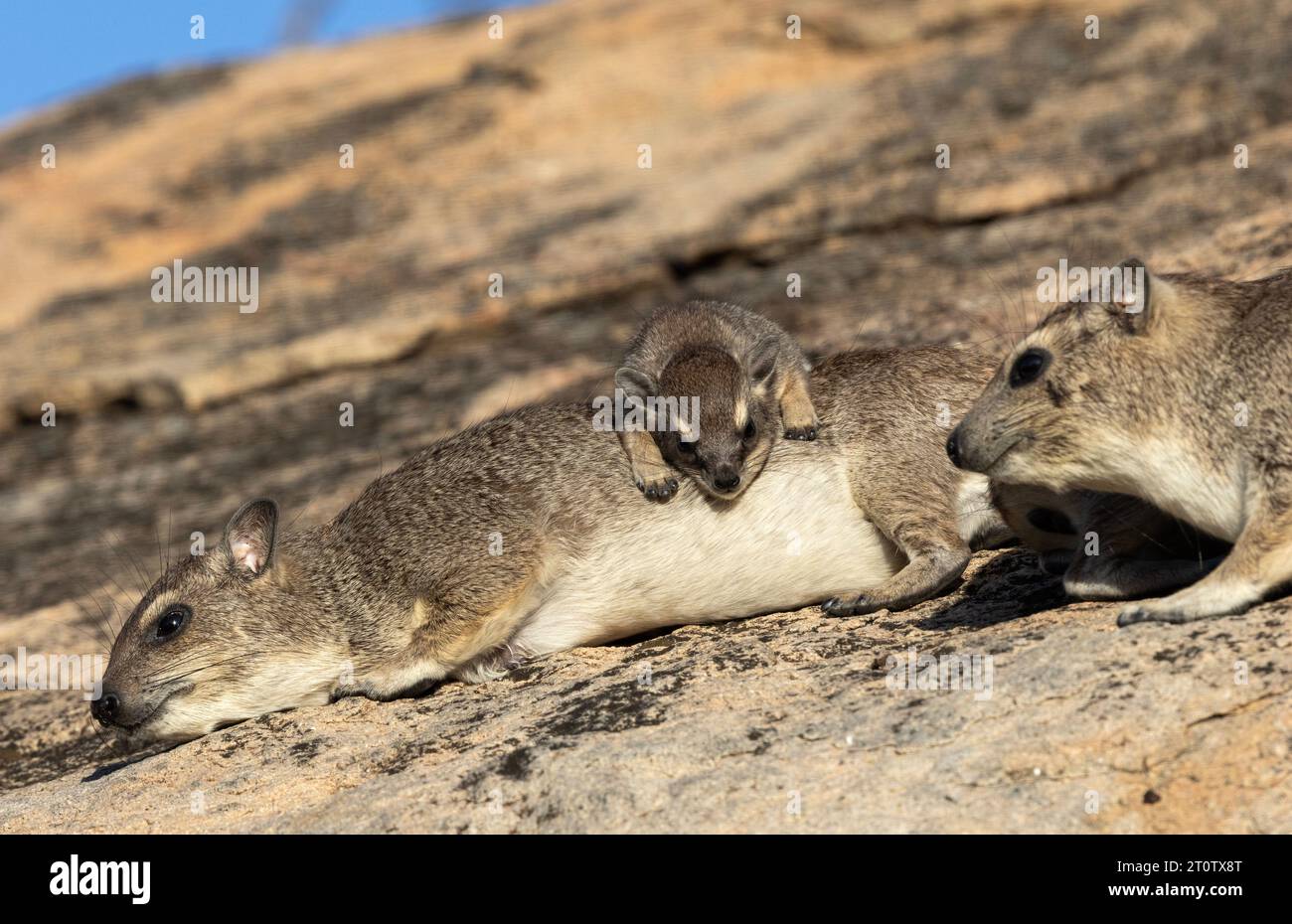 Family bonds strong young hi-res stock photography and images - Alamy