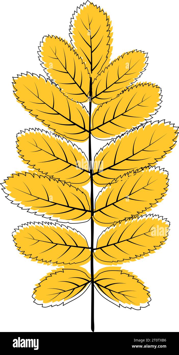 Autumn Rowan leaf. Leaf fall. Vector illustration Stock Vector Image ...