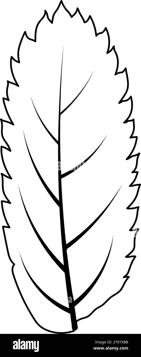 Rowan leaf Black and White Stock Photos & Images - Alamy