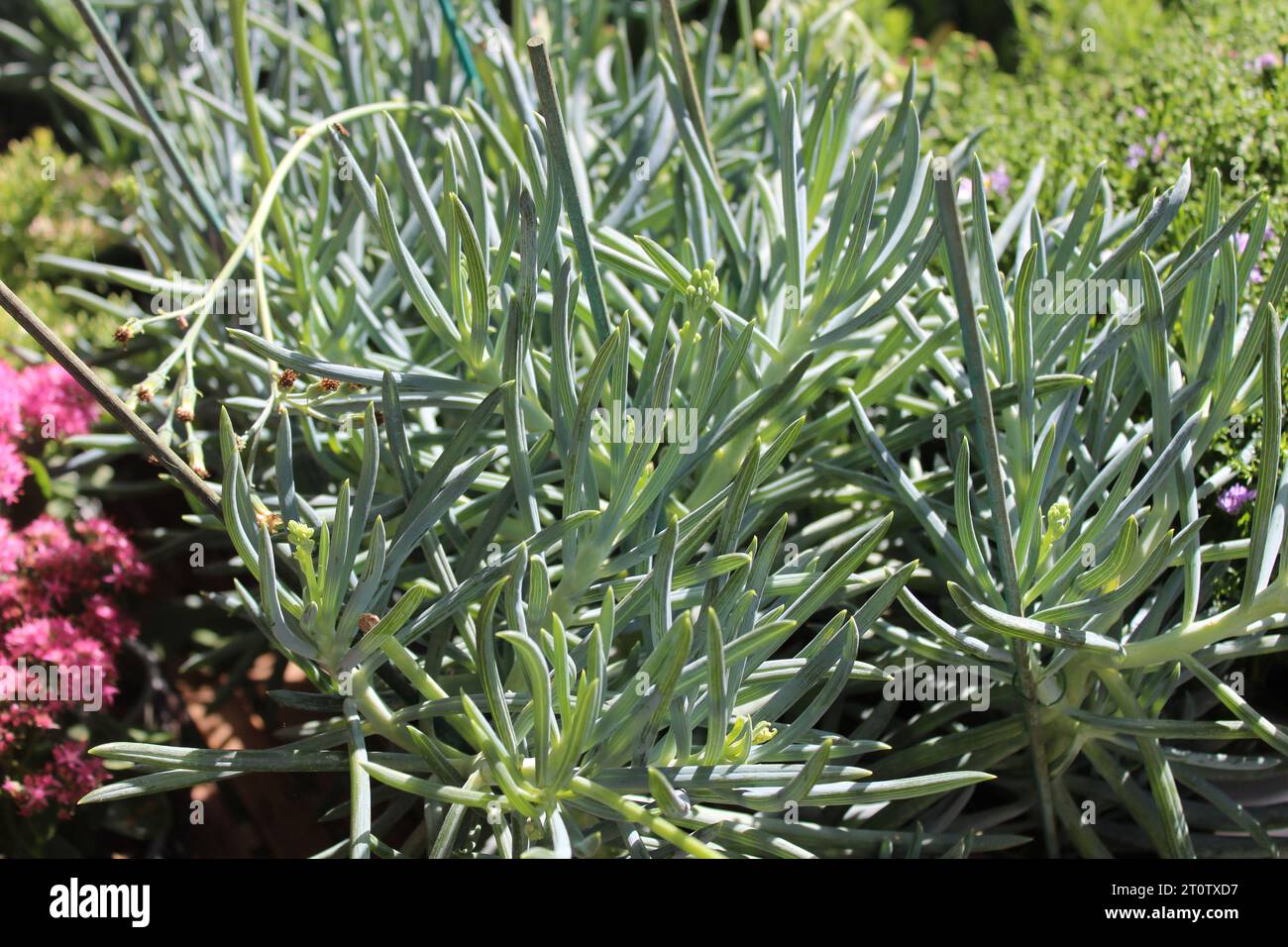 Blue chalksticks hi-res stock photography and images - Alamy