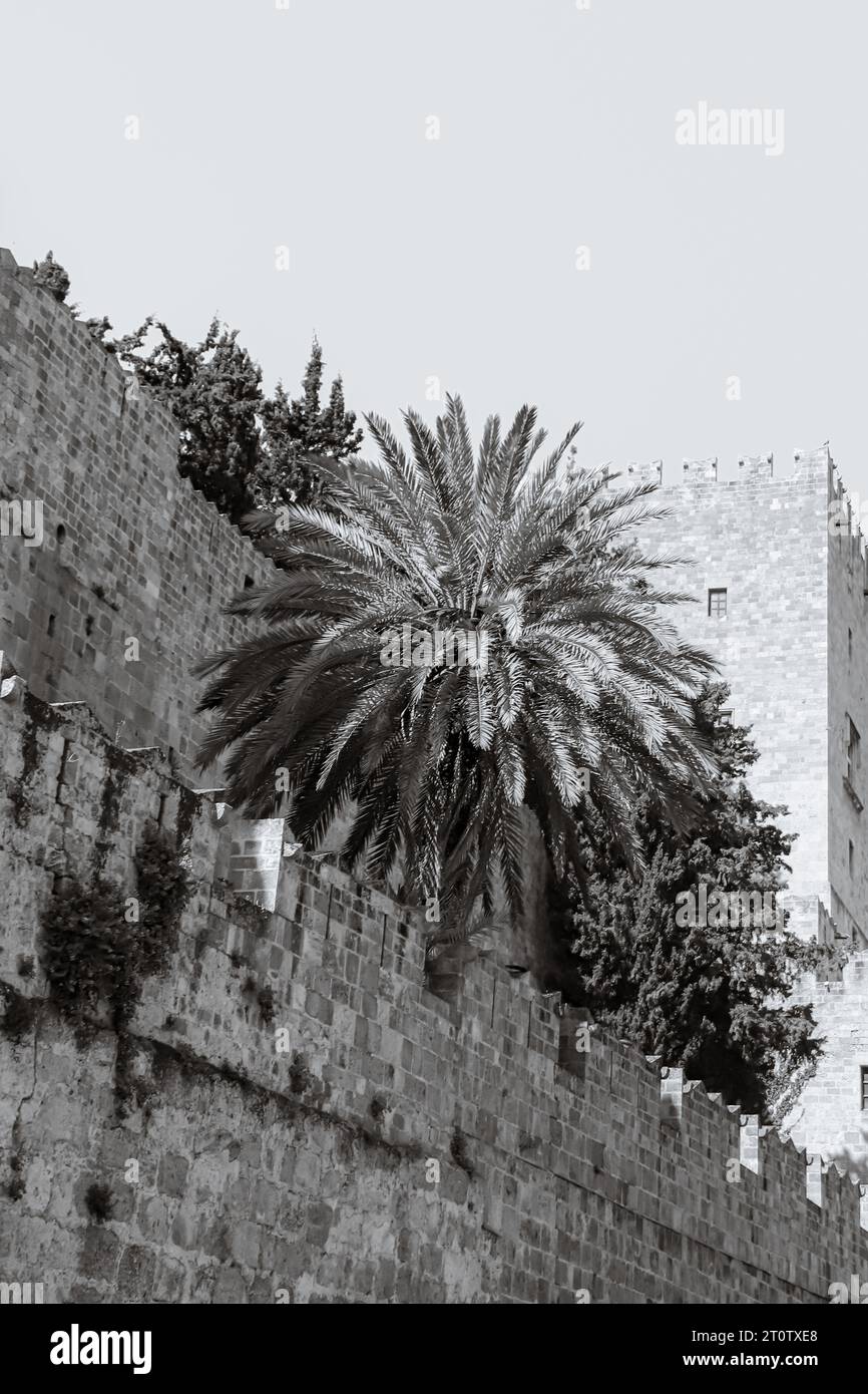 Palm Trees growing along the Medieval Moat fortifications of Rhodes ...