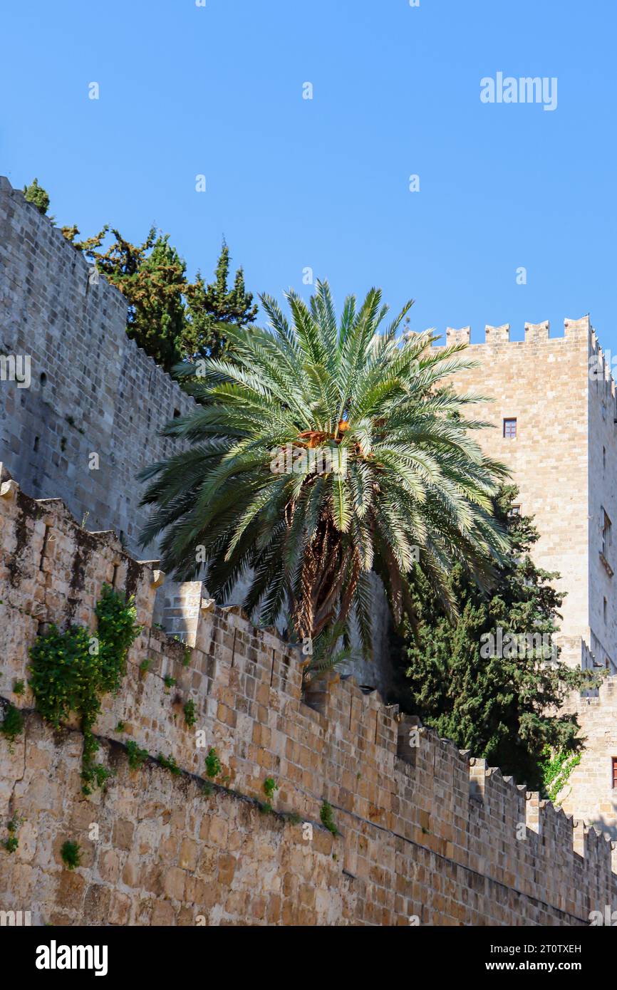 Palm Trees growing along the Medieval Moat fortifications of Rhodes ...
