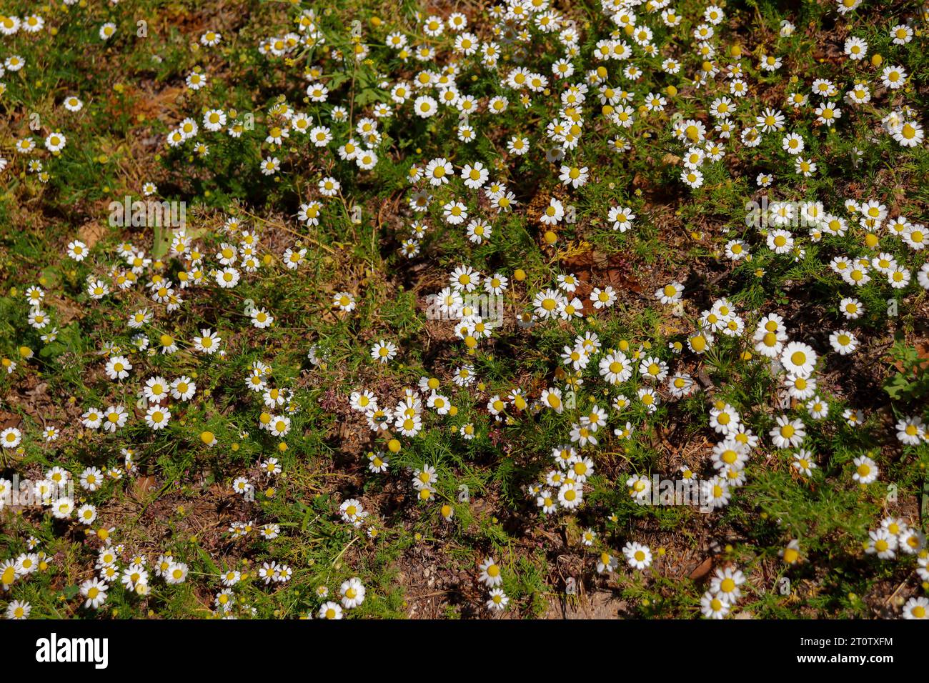 Anthemis white flower with yellow middle (pistil) growing with greenery ... Anthemis white flower with yellow middle (pistil) growing with greenery ...