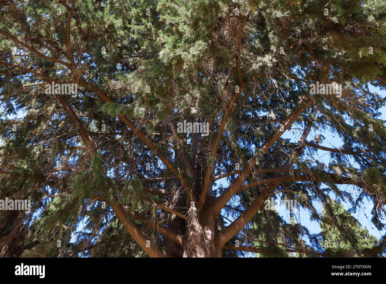 View from ground of the tree top and the sky shining through the tree ...