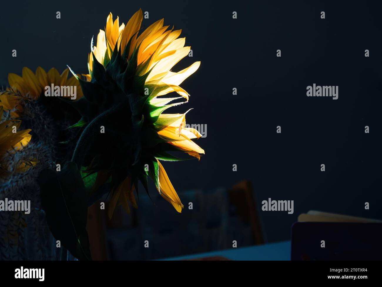 A macro close-up reveals an illuminated yellow Ray Floret of a ...