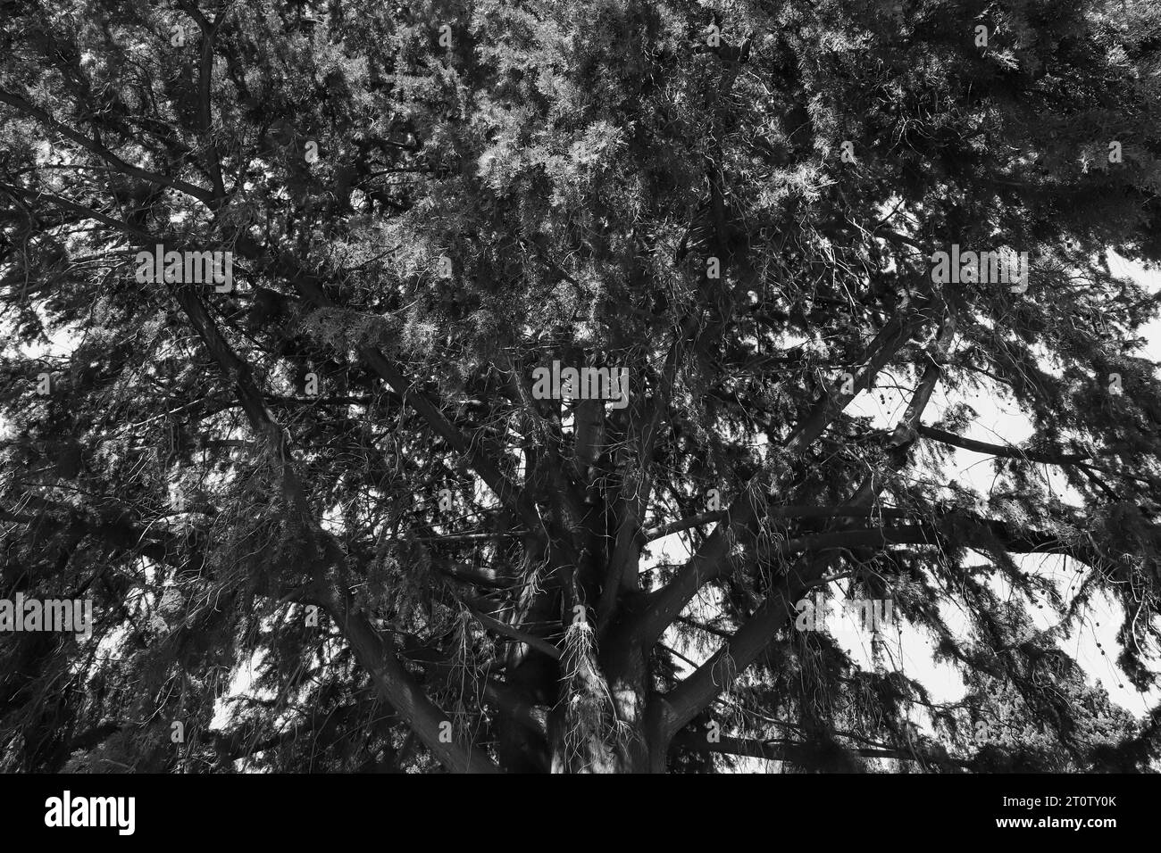 View from ground of the tree top and the sky shining through the tree ...