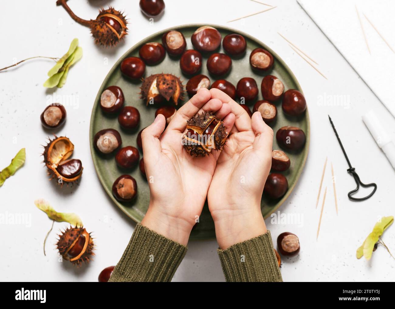 Child hands hold a chestnut for making autumn decor. Creative crafts ...