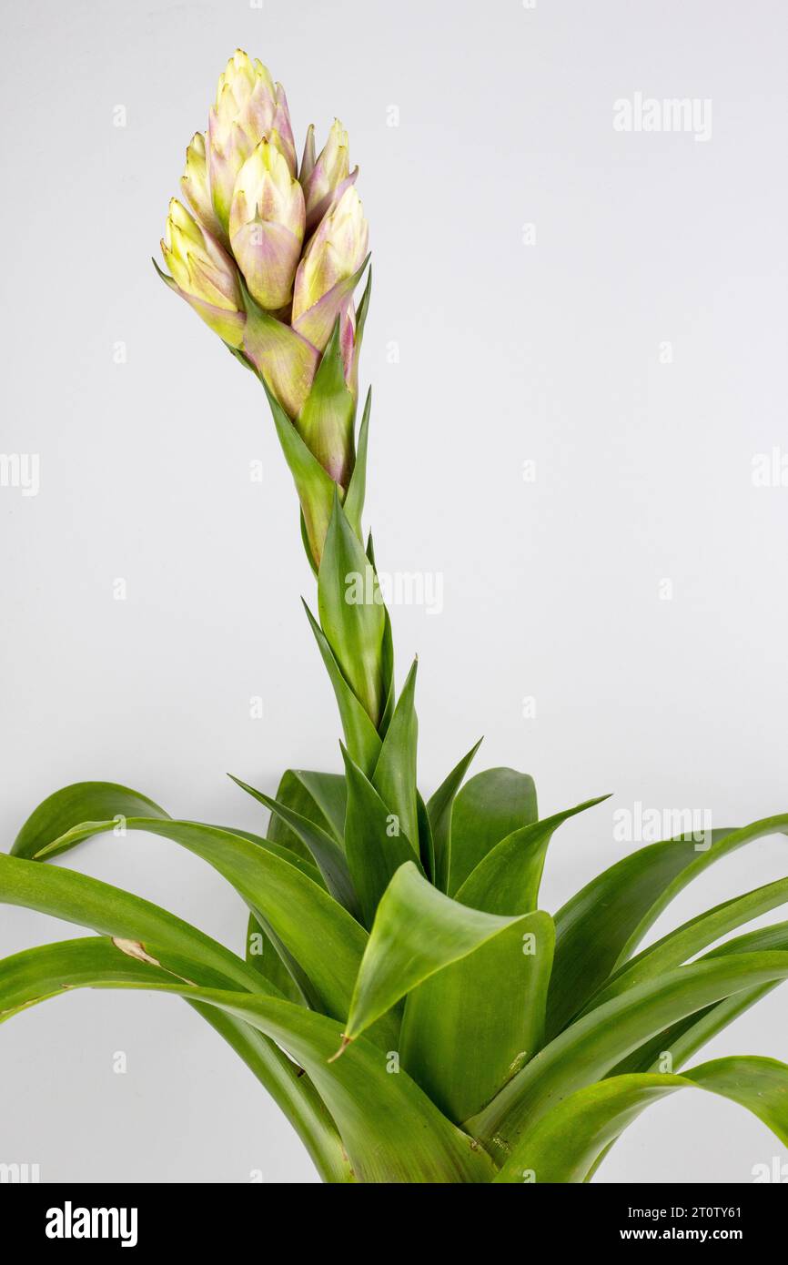 An isolated image of a bromeliad plant in a white flowerpot against an ...