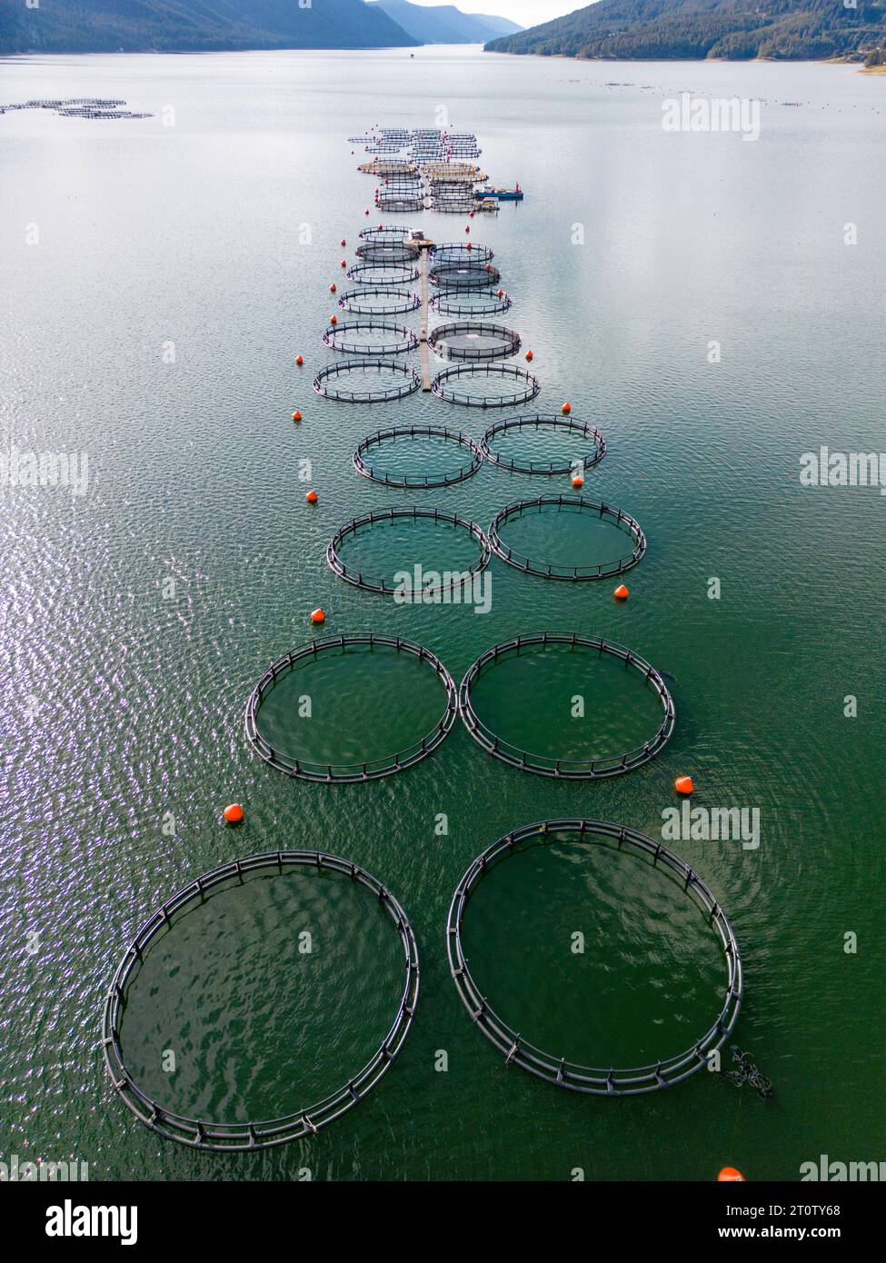 Aerial top view of round mesh fences are commonly used for trout ...