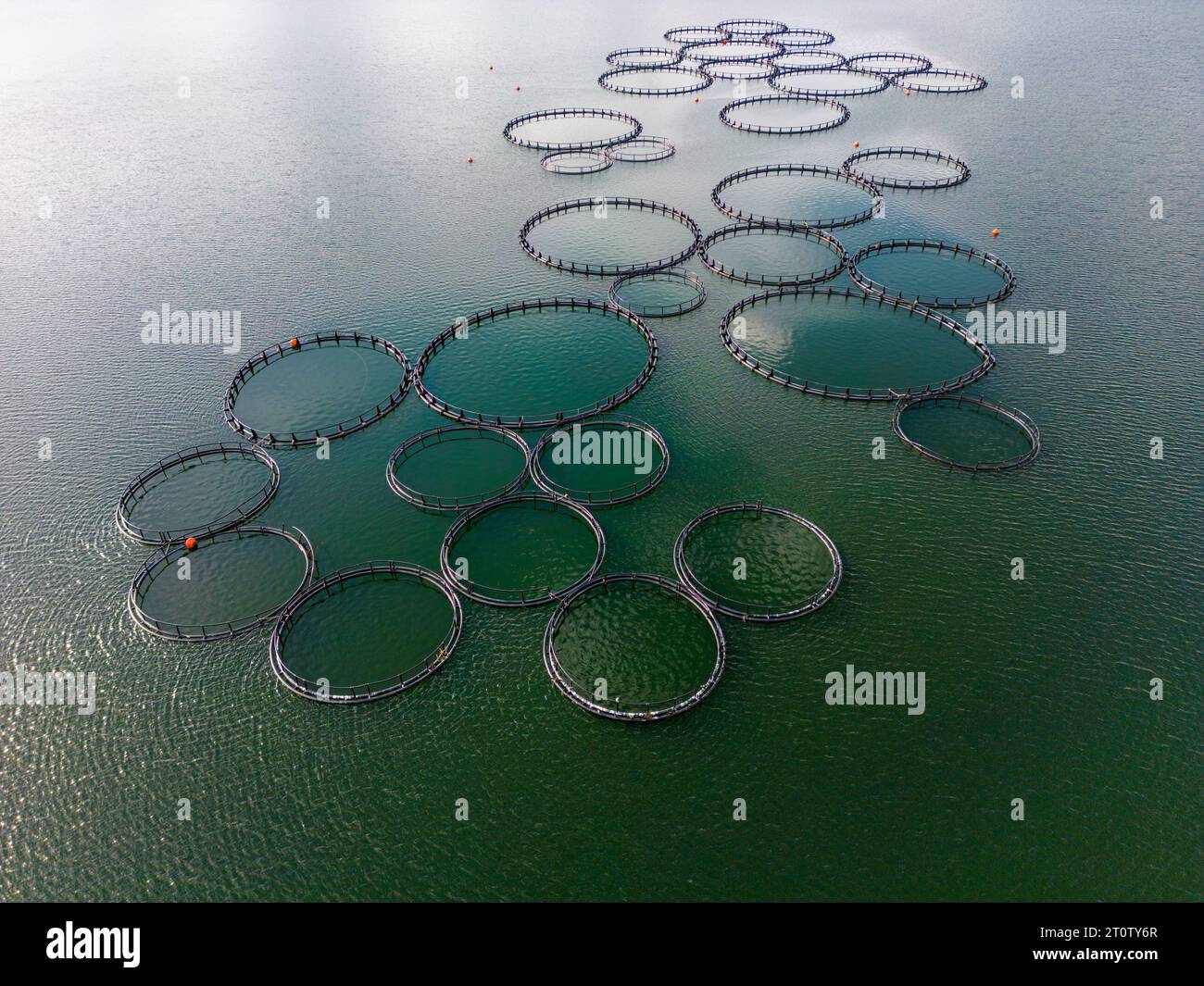 Aerial top view of round mesh fences are commonly used for trout ...
