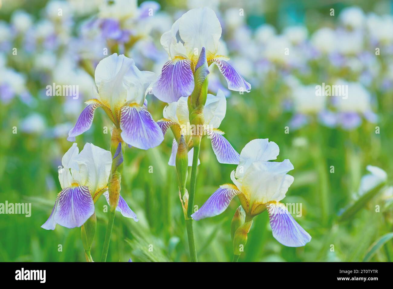 Charming delicate lilac white purple iris flower variety Siberian Stock ...